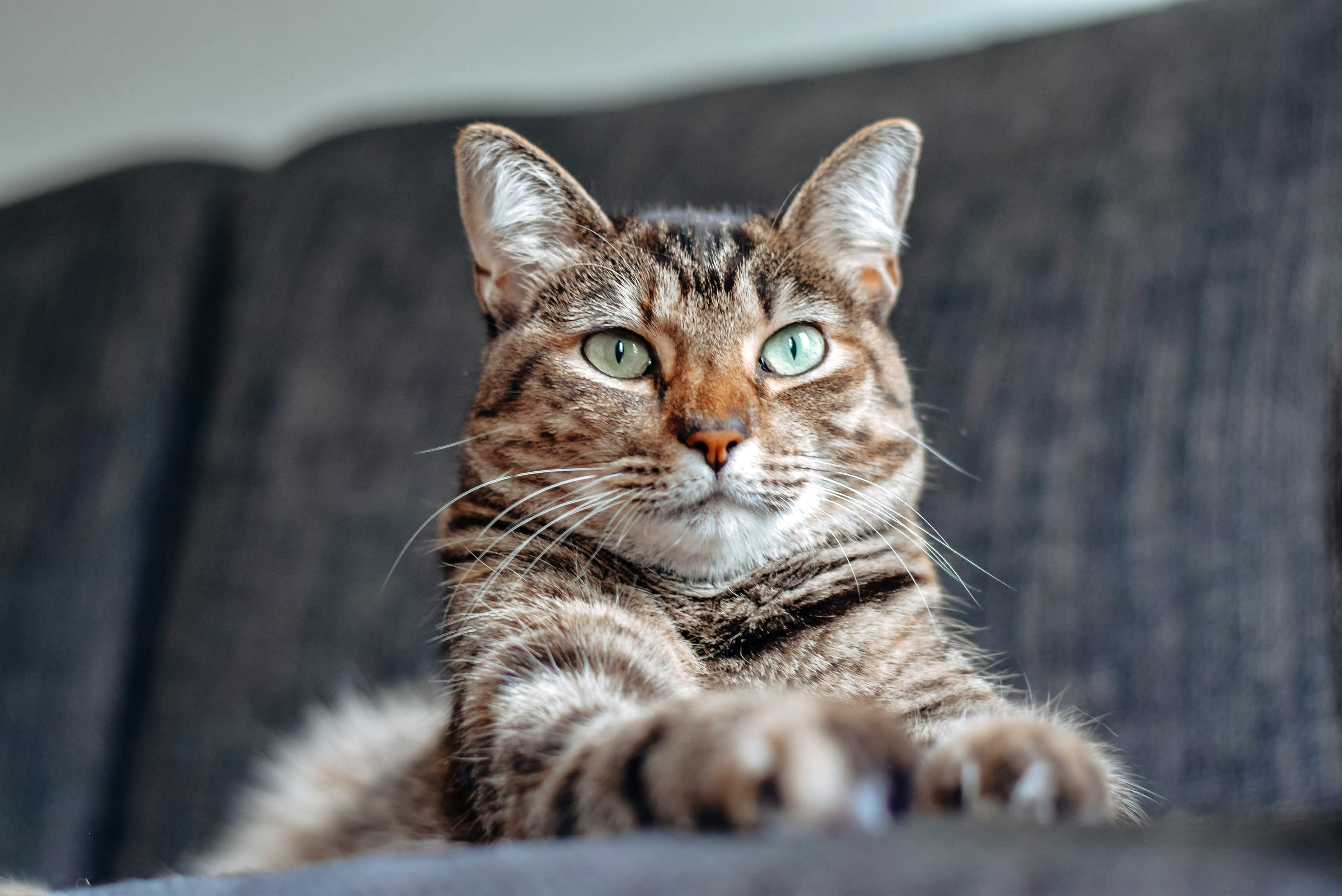 Decoding Your Cat's Body Language – Meucats